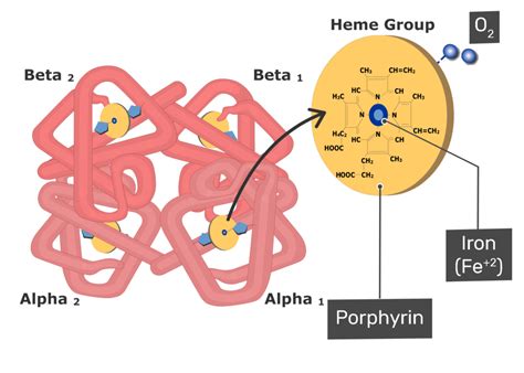 Oxygen Heme Bound To Hemoglobin