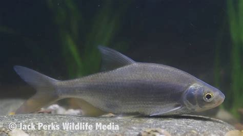 Roach X Bronze Bream Hybrid Youtube