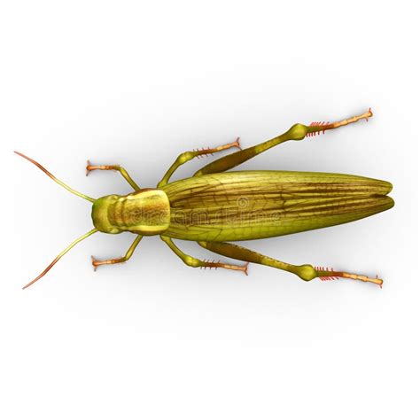 Grasshopper Stock Illustrations 7353 Grasshopper Stock Illustrations