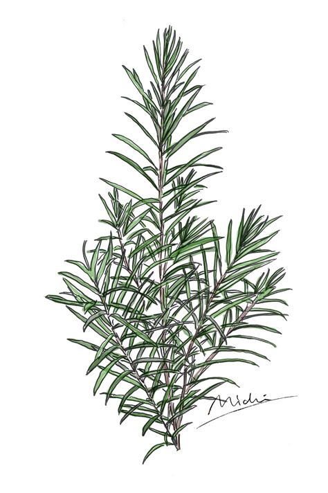ティーツリー Teatree Herbs Botanical Croquis Illustration ファッションイラスト