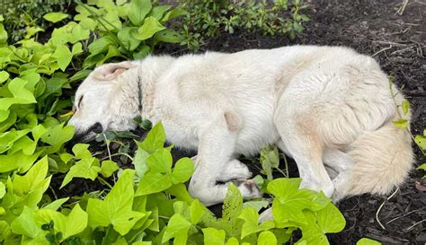 10 Practical Tips To Keep Dogs Out Of Your Garden Hobby Farms