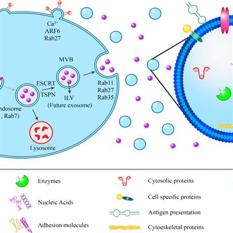 Characteristics Of Extracellular Vesicles Download Scientific Diagram