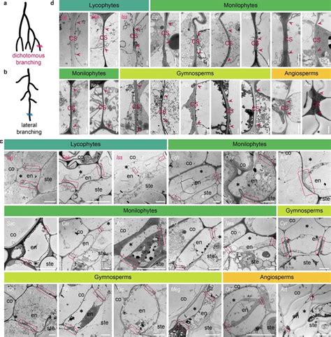 Representative Transmission Electron Microscopy Pictures Of Endodermal