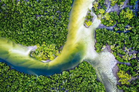 Dea Mangrove Canopy Cover Geoscience Australia