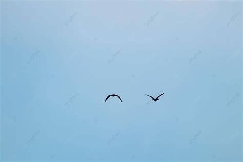 Cormorant Migration During Cloudy Summer Weather Group Outdoor Nature Photo Background And