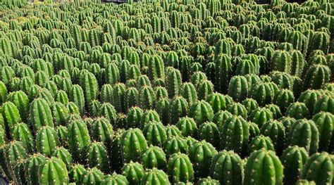 Pedro Park 2024 Seed Rmf Cactus Ppk2024