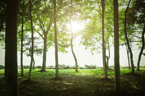 Personalized 8 Billion Trees Certificate Conserve And Plant Trees 8