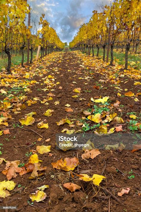 가 시즌 동안 오 레 곤에서 지상에 낙된 엽과 포도 덩굴의 행 세로 구도에 대한 스톡 사진 및 기타 이미지 세로 구도 포도밭 0명 Istock