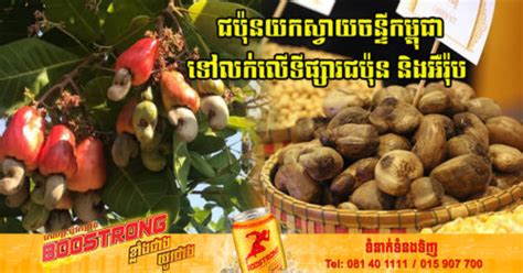 មន្ទីរកសិកម្មខេត្តព្រះវិហារ ស្នើឱ្យសហគមន៍កសិកម្មទាំង ១២ដាំស្វាយចន្ទី តាមបច្ចេកទេស