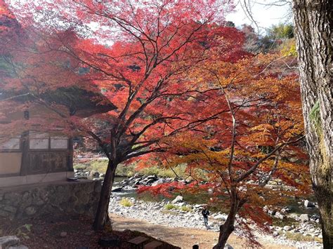 GGソロ活 遅めの香嵐渓紅葉ツーリング 明日はどこへ行こう