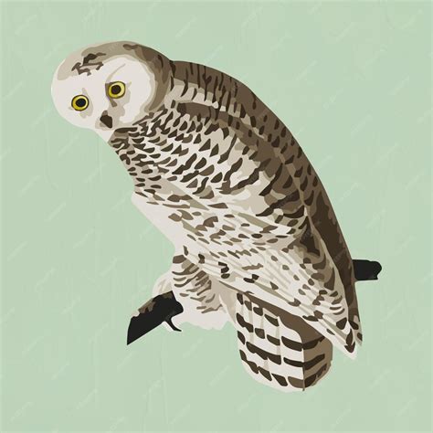 Vektorisiertes Schnee Eulen Aufkleber Overlay Designelement