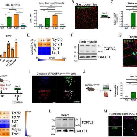 PDF TGF β driven downregulation of the transcription factor TCF7L2 affects Wnt β catenin