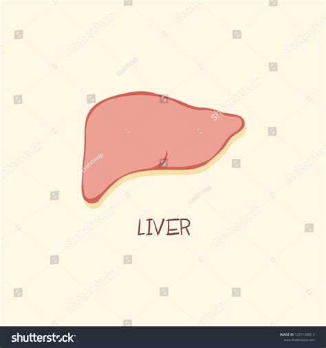 Heart Liver Human Anatomy Body Vector Stock Vector Royalty Free