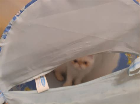 Detect Count And Visualize Object Detection Object Detection Model By Test