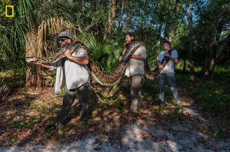 Terrifying Pics Show Largest Ever Python Found Outside Native Habitat