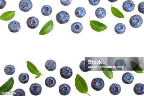 신선한 익은 블루베리 잎 복사 공간 텍스트와 흰색 배경에 고립 최고의 볼 수 있습니다 평면 위치 패턴 건강한 식생활에 대한 스톡 사진 및 기타 이미지 Istock