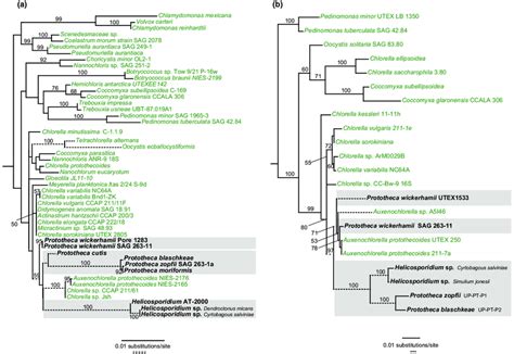 maximum likelihood ml trees of photosynthetic and colorless