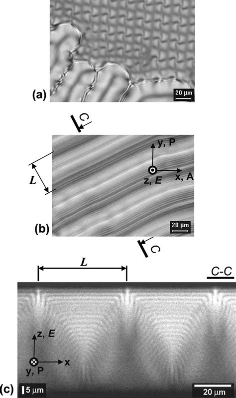 Transformation Of The 2d Square Lattice Of Undulations Into The 1d Download Scientific Diagram