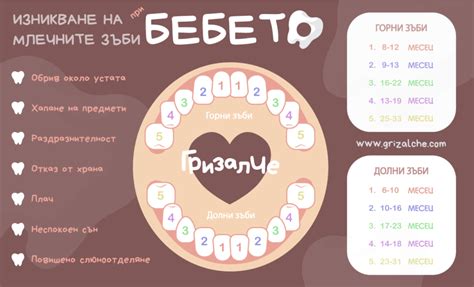 Млечни зъби никнене симптоми и брой Гризалче
