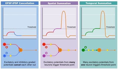 exams and me synaptic potential