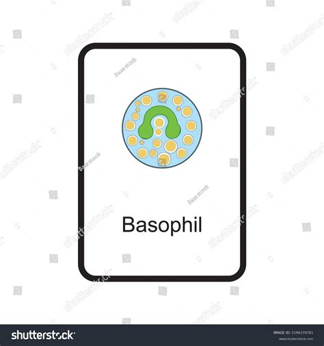 Basophil Cellular Schematic Structure Vector Illustration เวกเตอร์สต็อก ปลอดค่าลิขสิทธิ์