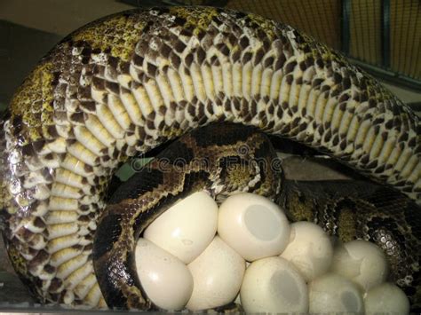 Burmese Python Python Bivittatus Stock Image Image Of Hand Insect