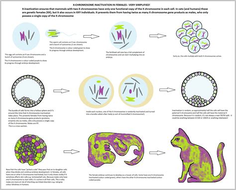 X Chromosome Inactivation And Split Face Torties