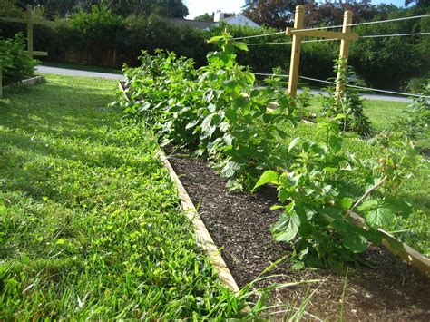 Andrew S Homebrew Log Raspberry Crop 2017