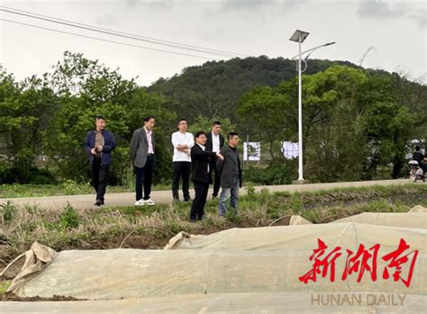 郭四泽到白芒营镇调研早稻生产工作 时政要闻 新湖南