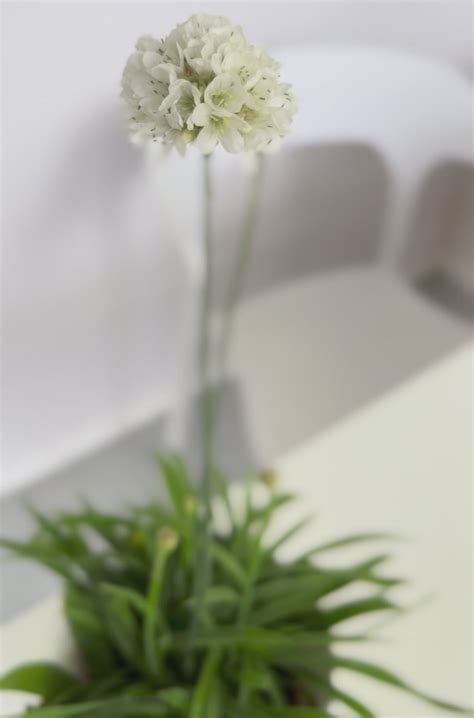 海石竹 濱簪花 花色多樣，它為白花丹科、海石竹屬宿根多年生草本植物，原產歐洲、美洲。株高20∽30厘米，叢生狀，葉基生，葉線狀長劍形，花為粉紅色至玫瑰紅色，全緣、深綠色；春季開花，頭狀花序