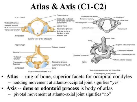 Ppt Anatomy Of Skeletal Elements Powerpoint Presentation Id339277