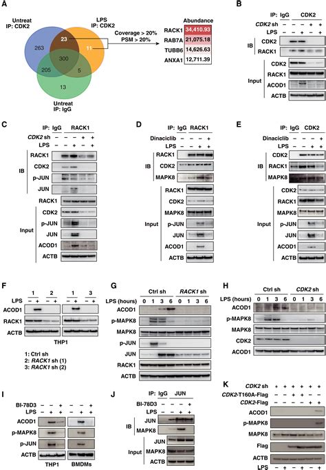 Aconitate Decarboxylase 1 Is A Mediator Of Polymicrobial Sepsis Science Translational Medicine