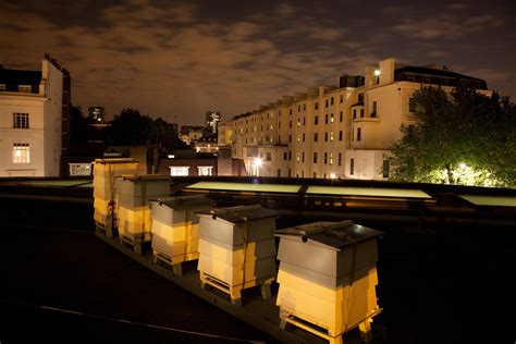 Perché I Favi Delle Api Sono Fatti Di Celle Esagonali Focus It