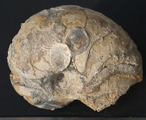Cenoceras Sp Bajocian Calvados France Member Collections The Fossil