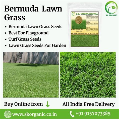 Natural Geen Dried Lawn Grass Bermuda Seeds Packaging Type Polybags
