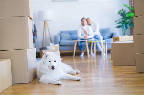 골판지 상자 주위에 새로운 가정에서 소파에 앉아 개와 젊은 아름다운 부부 개에 대한 스톡 사진 및 기타 이미지 개 집 청년 성인 Istock