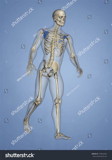 Acromion Scapula Mskelscapulaacromion 17 3d Model Illustrazione Stock