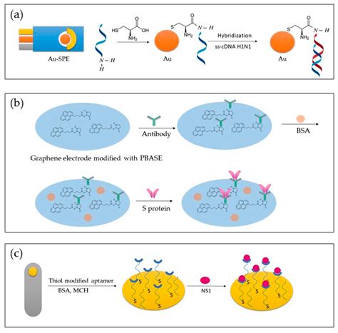 Electrochemical Impedimetric Biosensors For Virus Detection Encyclopedia Mdpi
