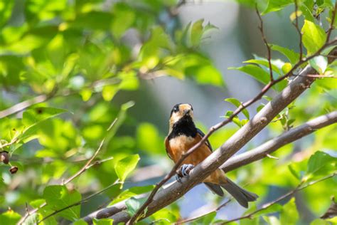 ヤマガラの写真素材 3 676件の無料イラスト画像 Adobe Stock