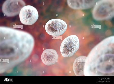 Pneumocystis Jirovecii Formerly Known As Pneumocystis Carinii