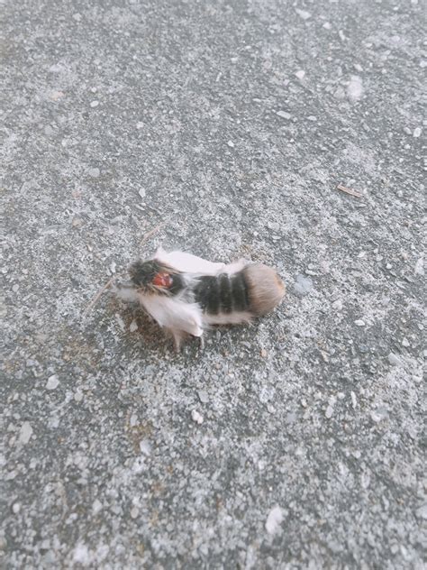 Can Somebody Please Identify This Moth R Whatsthisbug