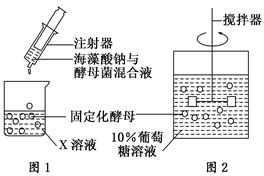 下图1表示制备固定化酵母细胞的有关操作 图2是利用固定化酵母细胞进行酒精发酵的示意图下列叙述正确的是 A刚溶化的海藻酸钠应迅速与活化的酵母
