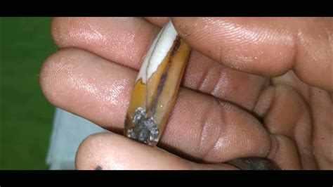 របស់បុរាណ ខ្នាយកាច់ ជ្រូកព្រៃ ចែកាច់ ស្នែងកាច់ វត្ថុស័កសិទ្ធ ខ្មែរ 061 64 71 23 Youtube