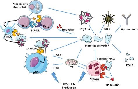 Role Of Platelets In Sle Pathogenesis Activated Platelets Play A