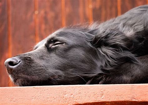¿por Qué Los Perros Tienen La Nariz Húmeda