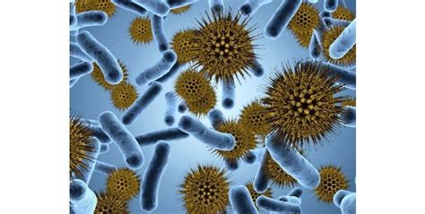 Bacteria Under Microscope