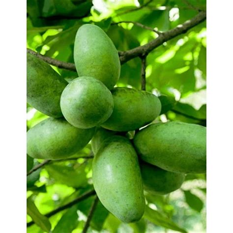 Paw Paw Tree Seedling