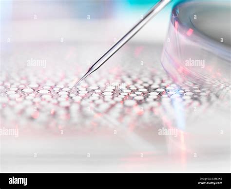 Stem Cell Research Nuclear Transfer Of Embryonic Stem Cells Used In