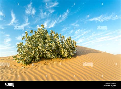 Arid Land Hi Res Stock Photography And Images Alamy