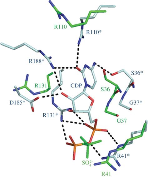 Active Site Of CMP Kinase Green Sticks Positioning Of The Sulphate Download Scientific